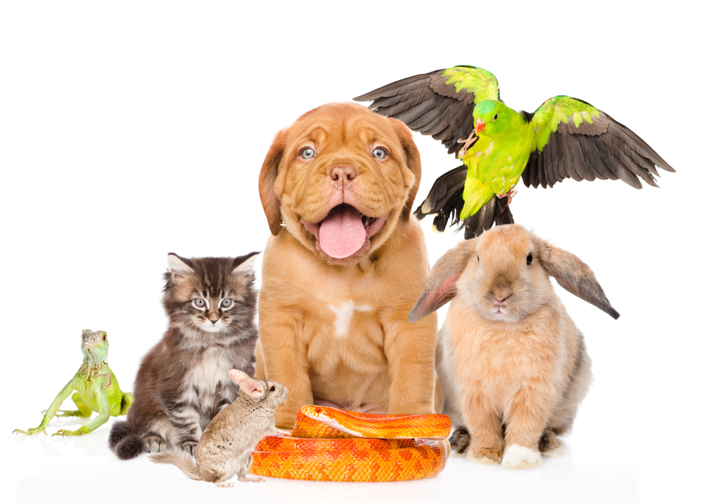 Avian/Exotic Service